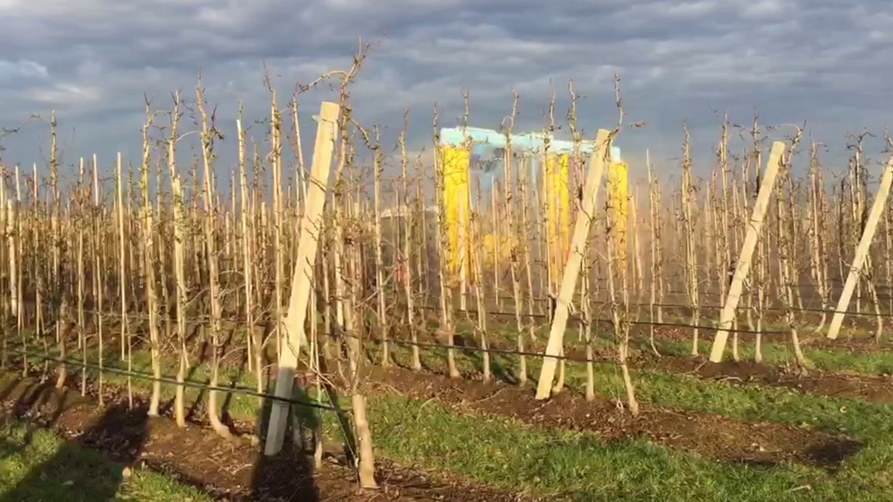 Fruitteelt - YouTube