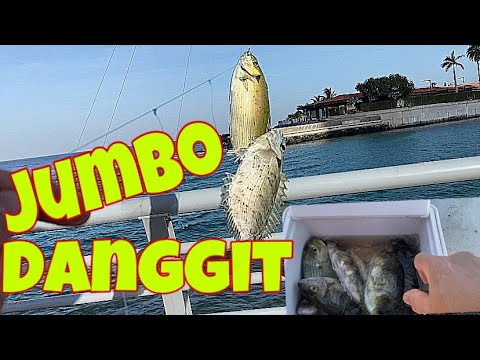 JUMBO DANGGIT | RABBITFISH | RED SEA FISHING - YouTube