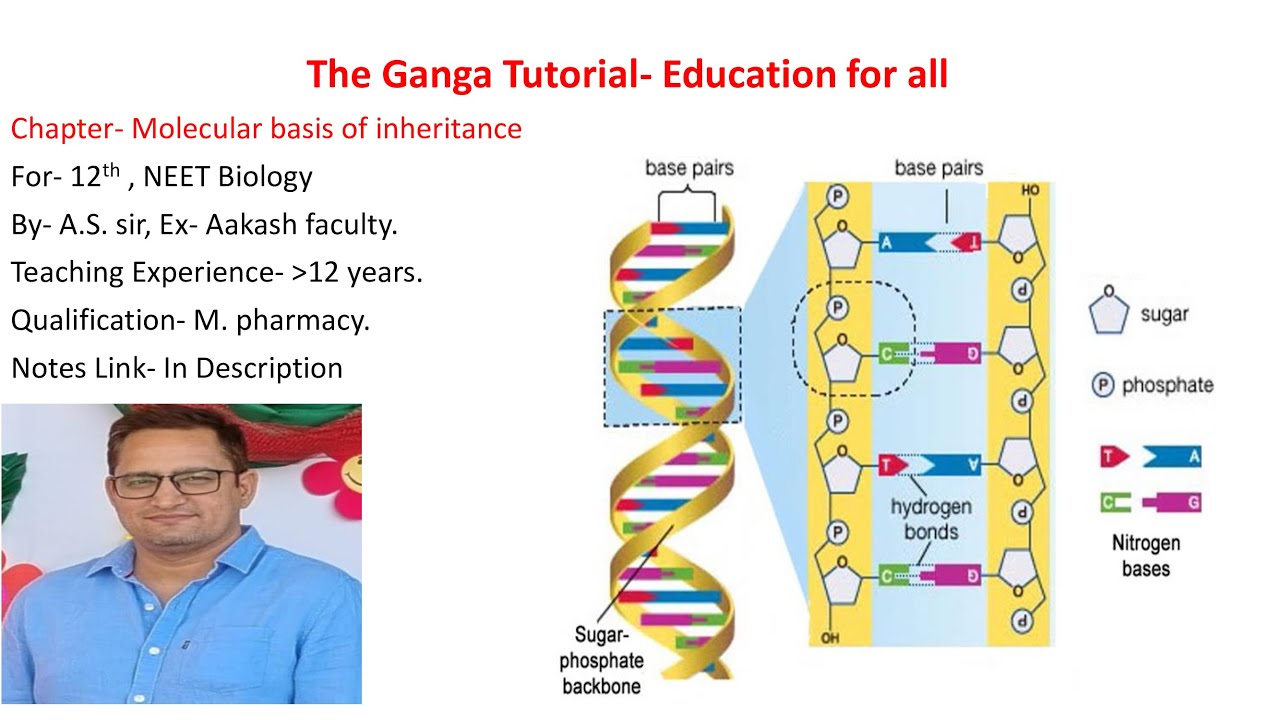 Molecular basis L 17 (human genome project) free neet ncert biology ...