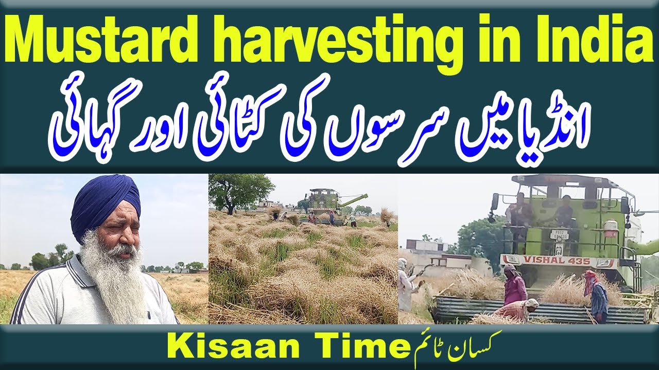 Mustard harvesting in India on kisan time sarson ki katai sarson ki ...