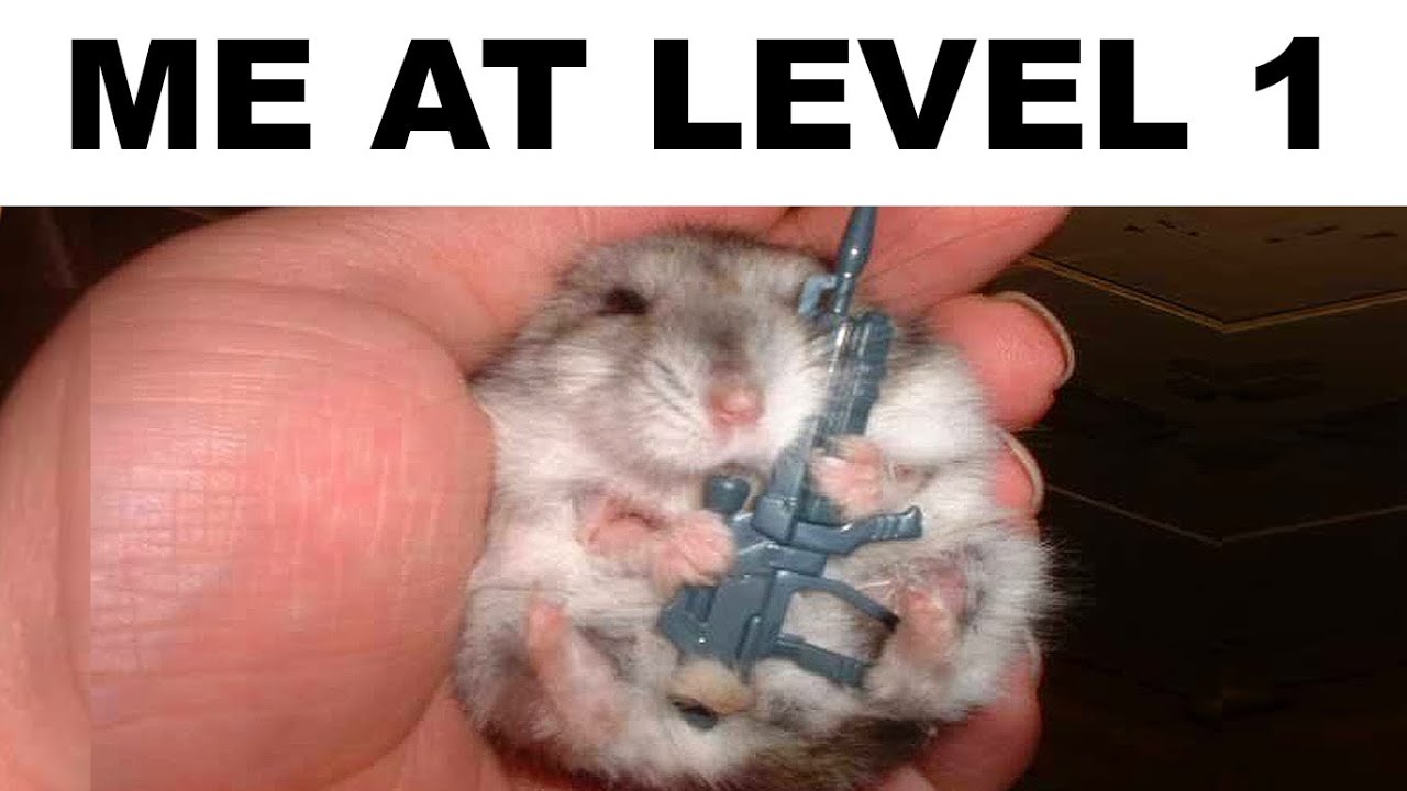 Hamster Memes Hamster Memes & GIFs Imgflip