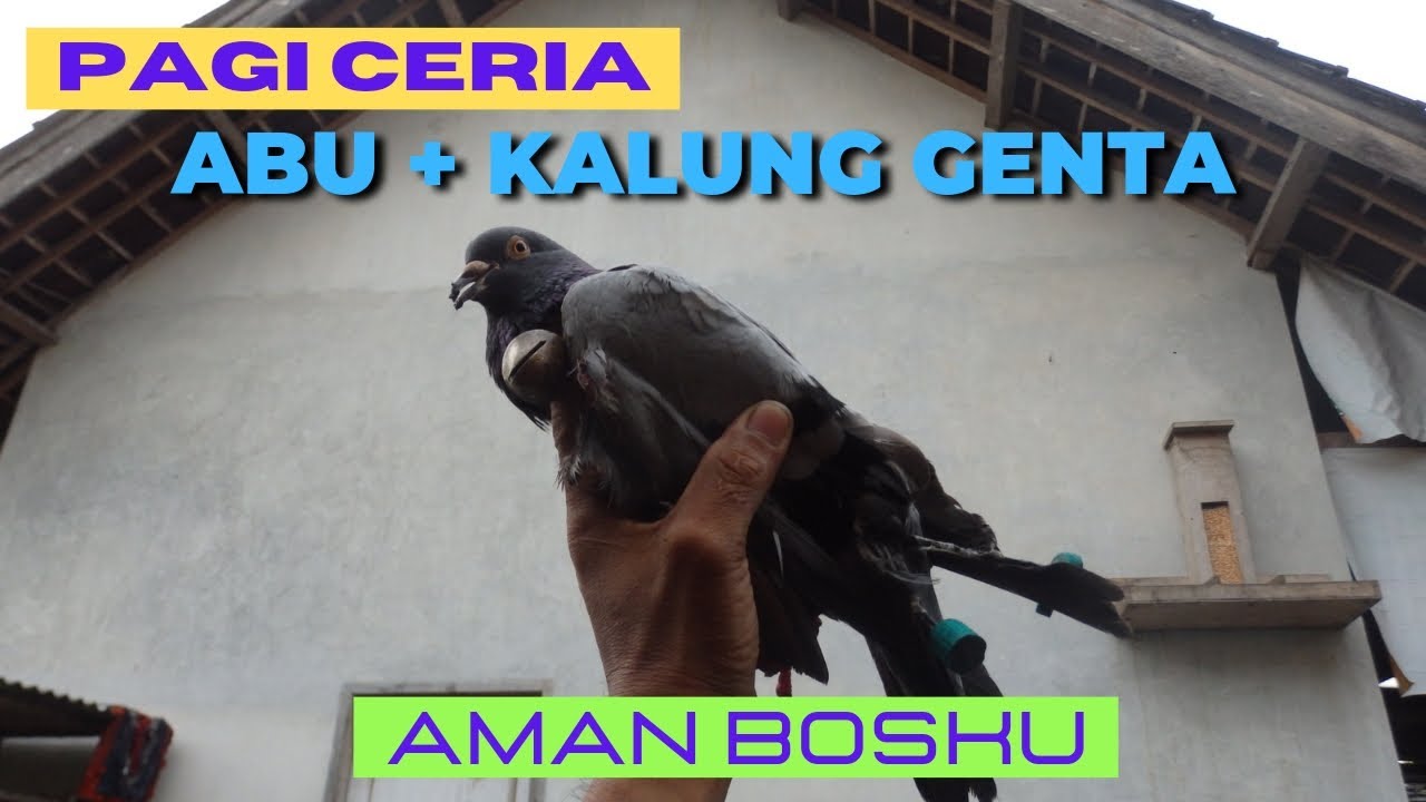 Bandangan Abu + Kalung Genta Merpati Getakan lombok tertangkap dengan ...