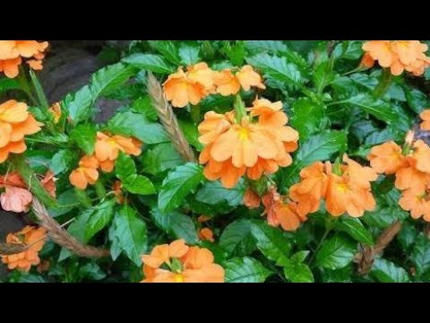 72.How to grow and care Crosandra plant (Aboli) - YouTube