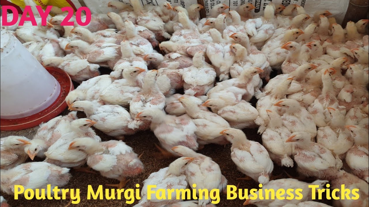 Poultry Farming Business Ideas l How To Start Poultry Farming Business ...