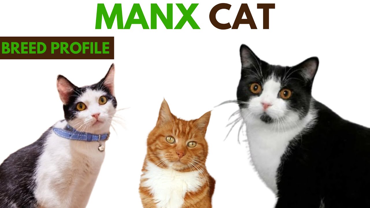 Manx Cat Breed Profile History - Traits - Price - Manx Cat Grooming ...