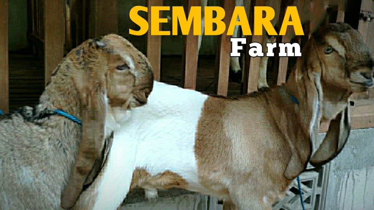 Spek Cempe Jrabang Istimewa || Ada Indukan Dan Kambing Kurban Di ...