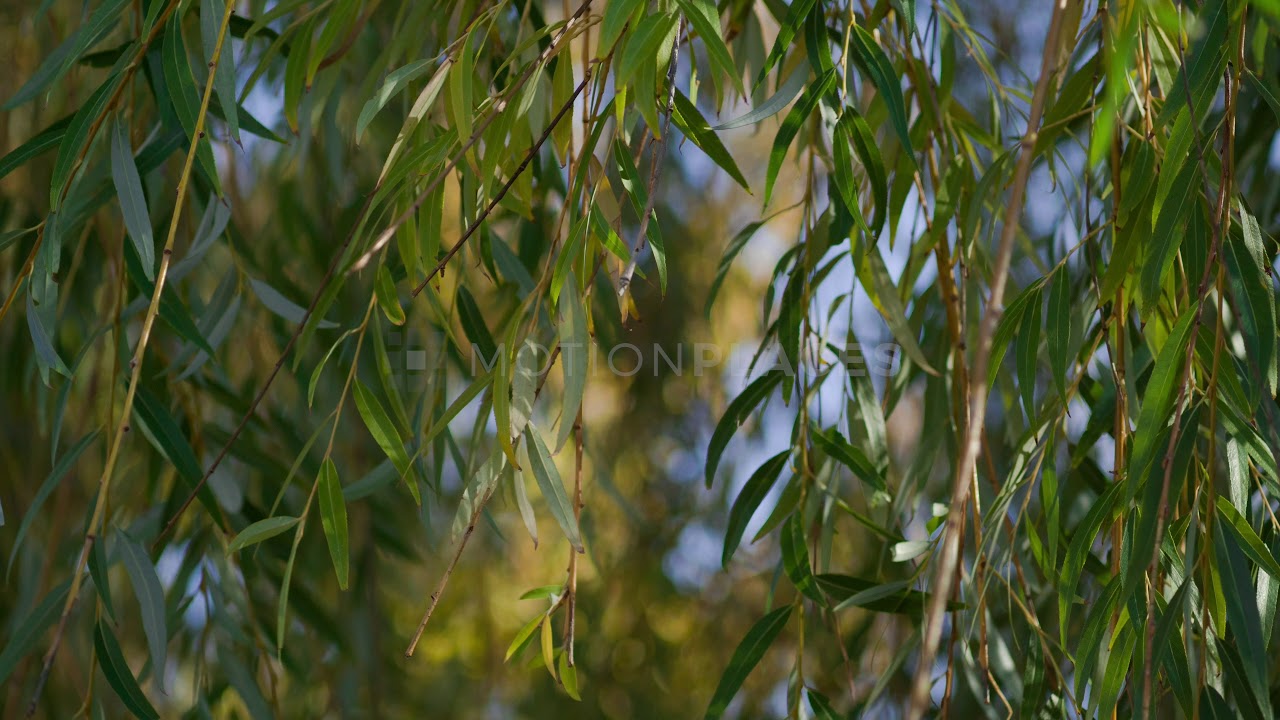 Wind Blows Hanging Branches Free Stock Footage - YouTube