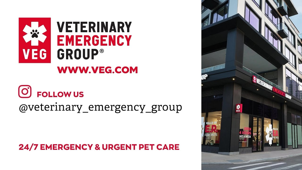 VEG - Veterinary Emergency Group - YouTube