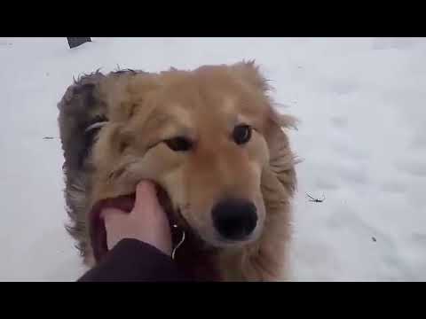 Sharlotta (02-2019) - YouTube