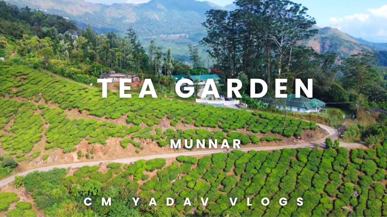 🍃🌿 Kerala Munnar Tea Garden Tour 🌄 | Kerala Farm Visit & Greenery Bliss ...