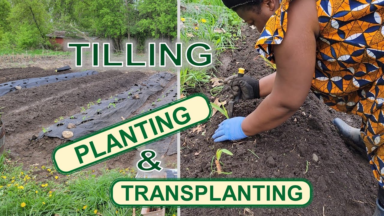 Tilling, planting and transplanting in my backyard and community ...