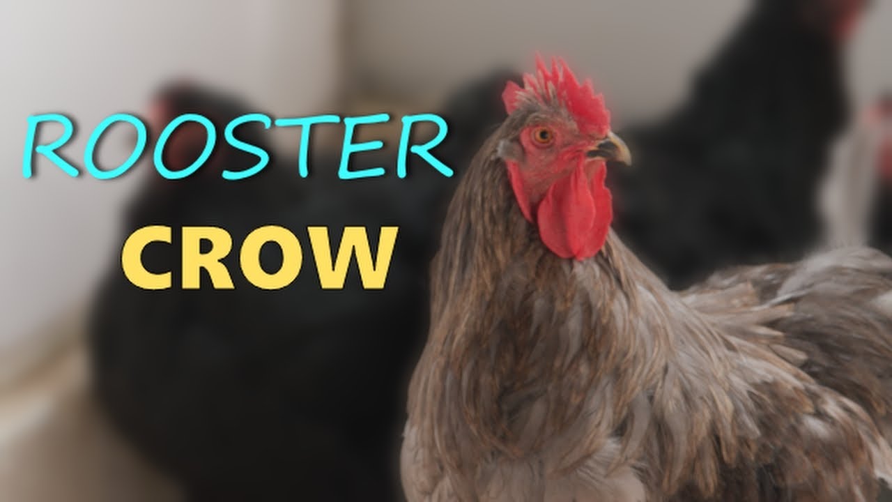 rooster crowing loud in the early morning - YouTube