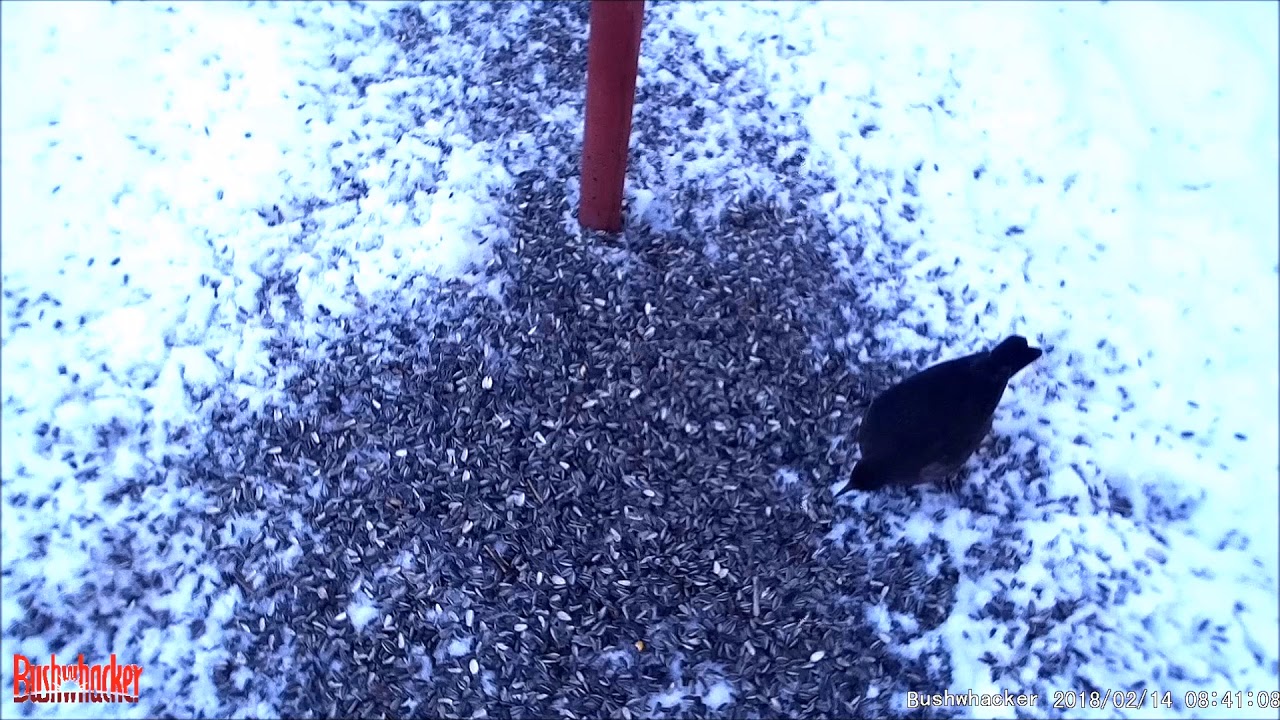 Tihased läinud ? - YouTube