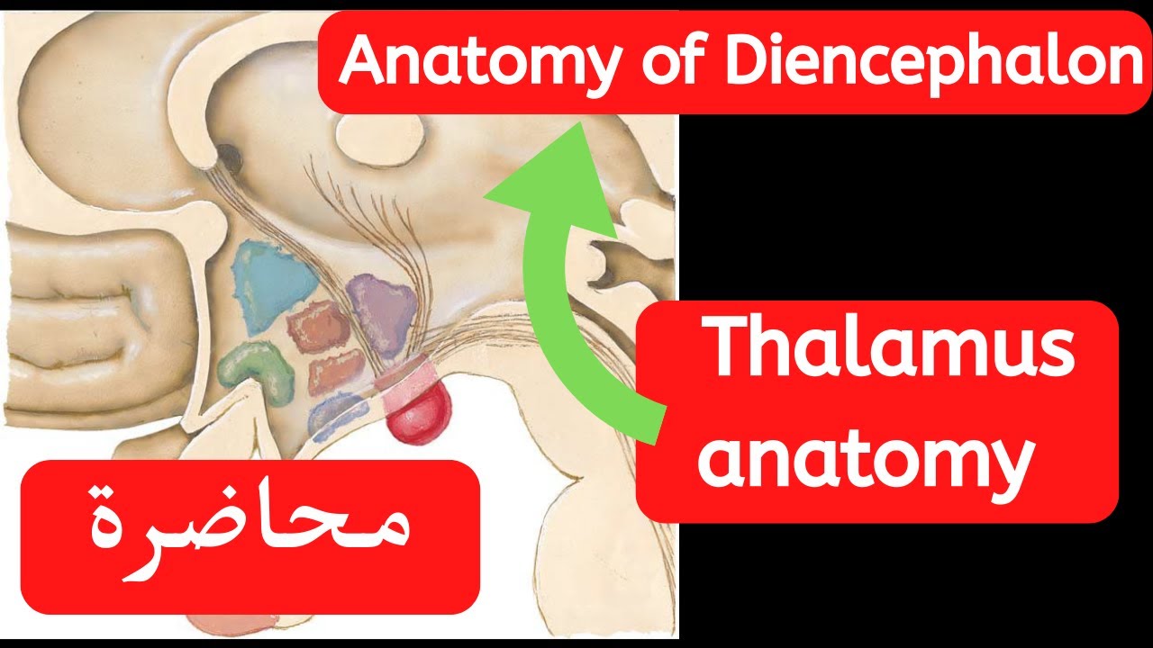 Anatomy of the diencephalon part 1 - YouTube