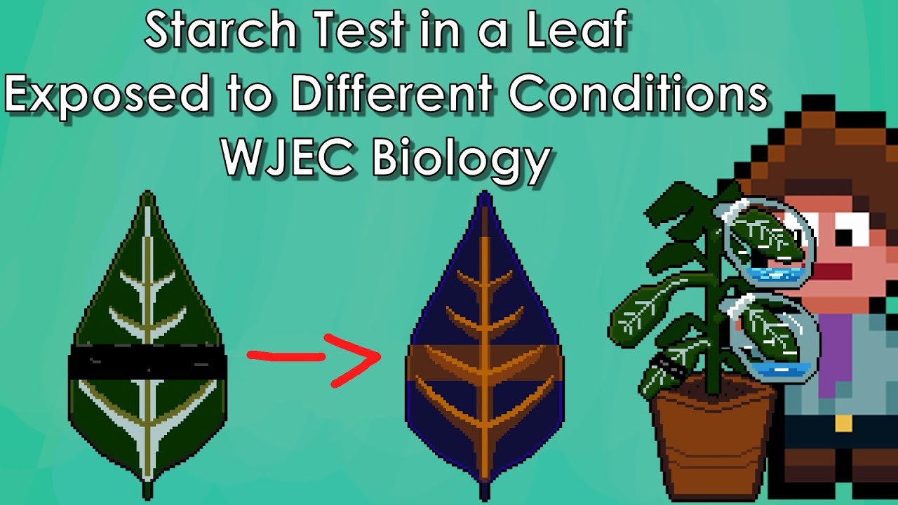 Starch Test in Leaves - WJEC Biology - (GCSE REVISION) - YouTube