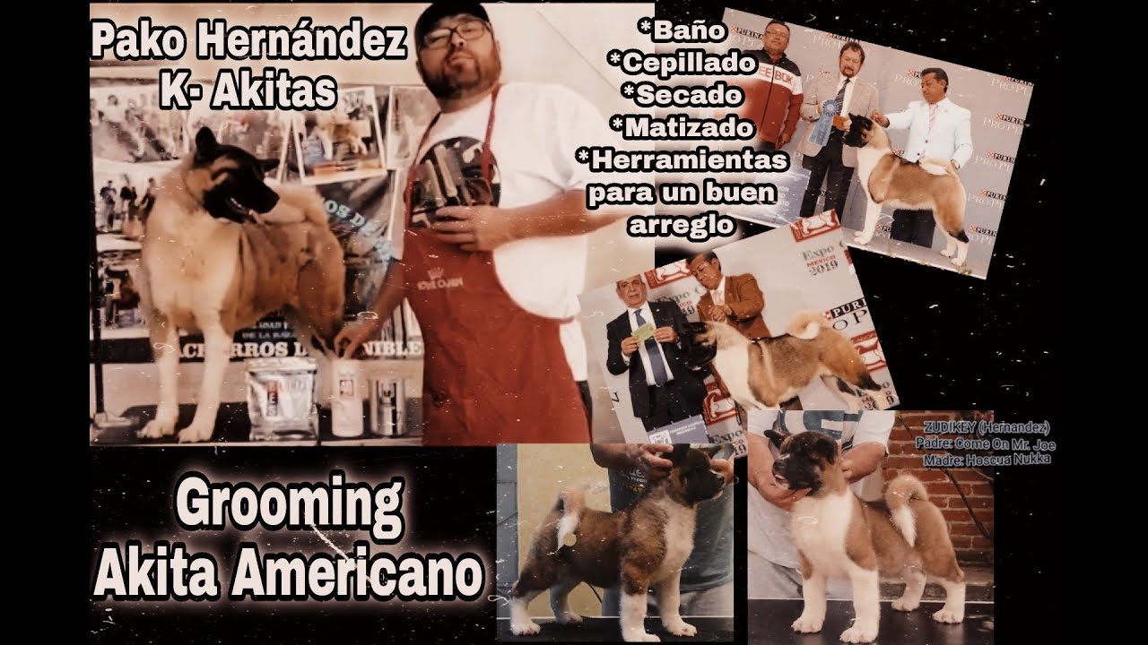 Akita Americano Grooming Por PAKO HERNÁNDEZ (MÉXICO) - YouTube