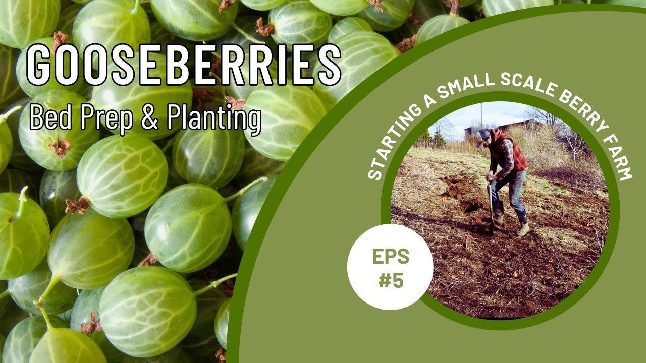 GOOSEBERRIES - BED PREP & PLANTING | FOOD FOREST MARKET GARDENING ...