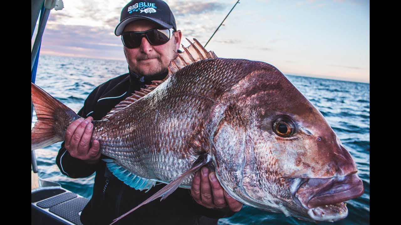Big snapper smoking Shimano Stella - YouTube