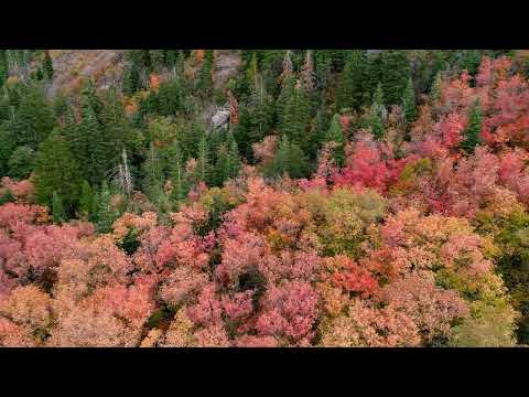 Stock Video - Aerial view of colorful fall foliage next to pine trees