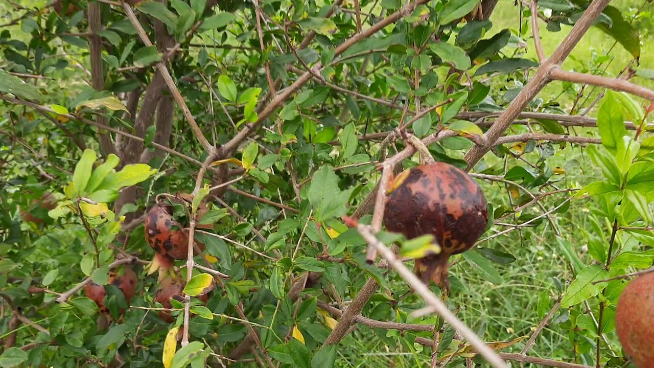 Pomegranate Bacterial blight attack - YouTube