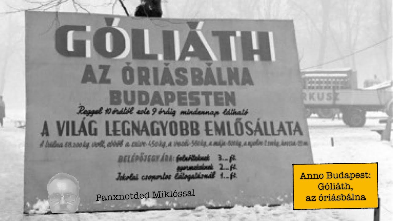 Anno Budapest: Góliáth, a óriásbálna (2021.05.02.) - YouTube
