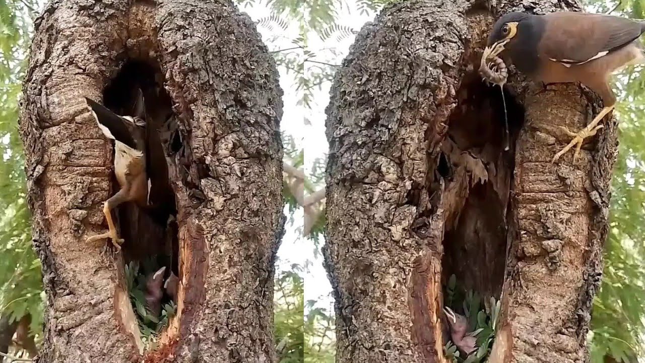 A new time for Common Myna birds nests and offspring. [ @My Nest nests ...