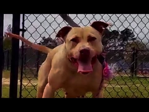RedBoy Jocko Pitbulls born fully weaned and eyes open #dog #news - YouTube