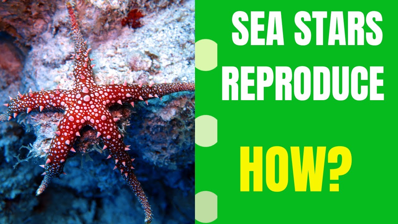 Mind-Blowing Ways Sea Stars Reproduce! - YouTube