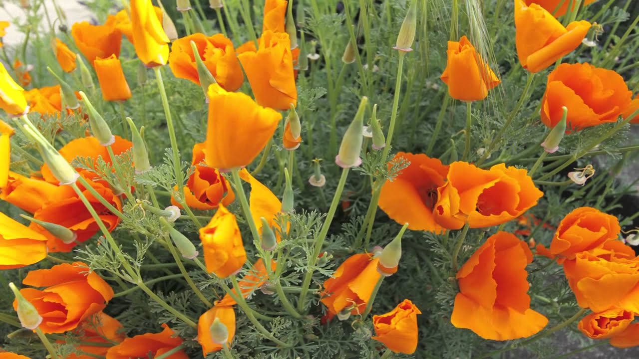 Morning Time Lapse of California Poppy | Tea Pursuit - YouTube
