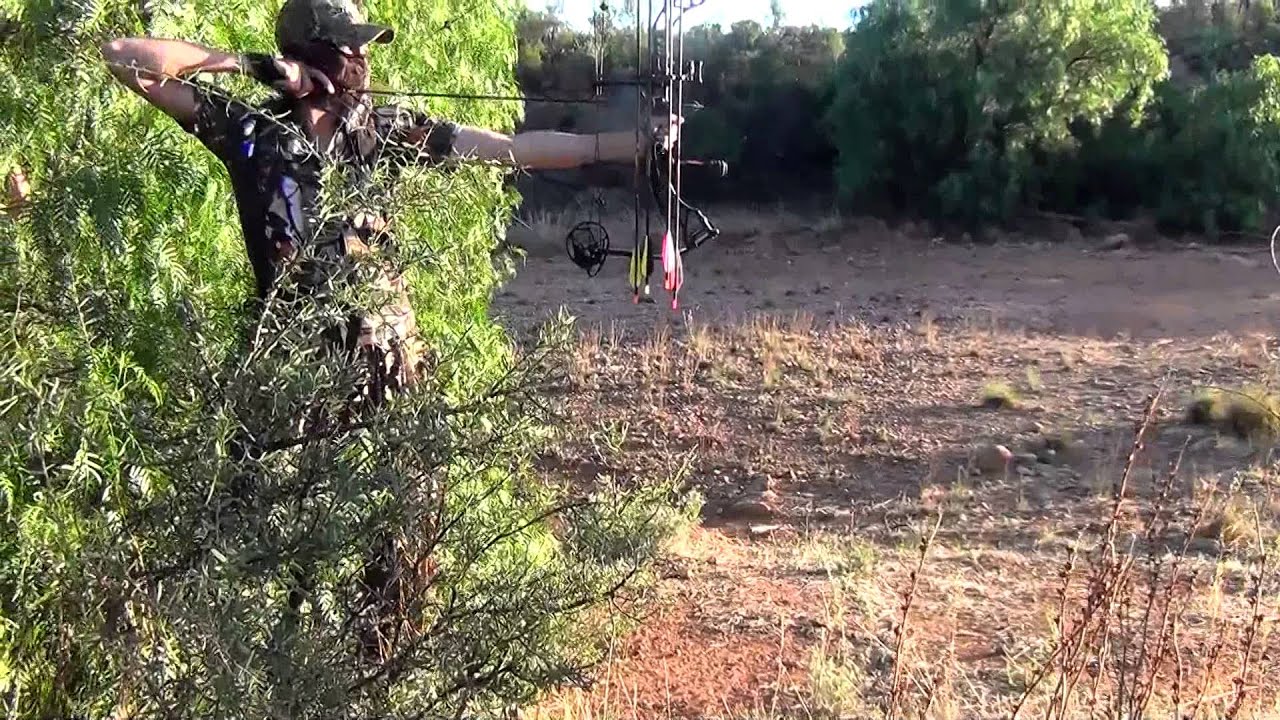 Fox whistling with bow - YouTube