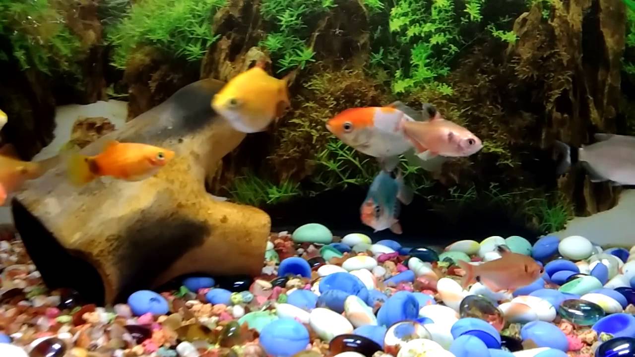 20 gallon long fish tank update - YouTube