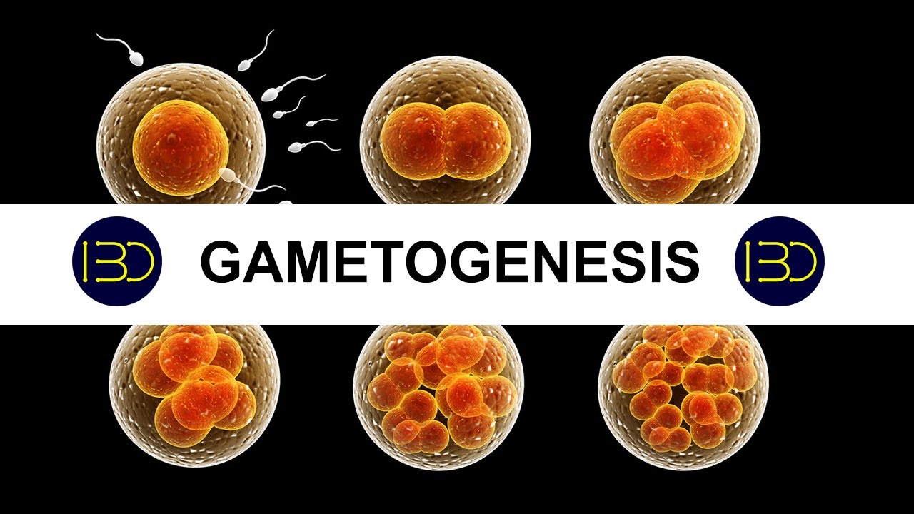 Gametogenesis - YouTube
