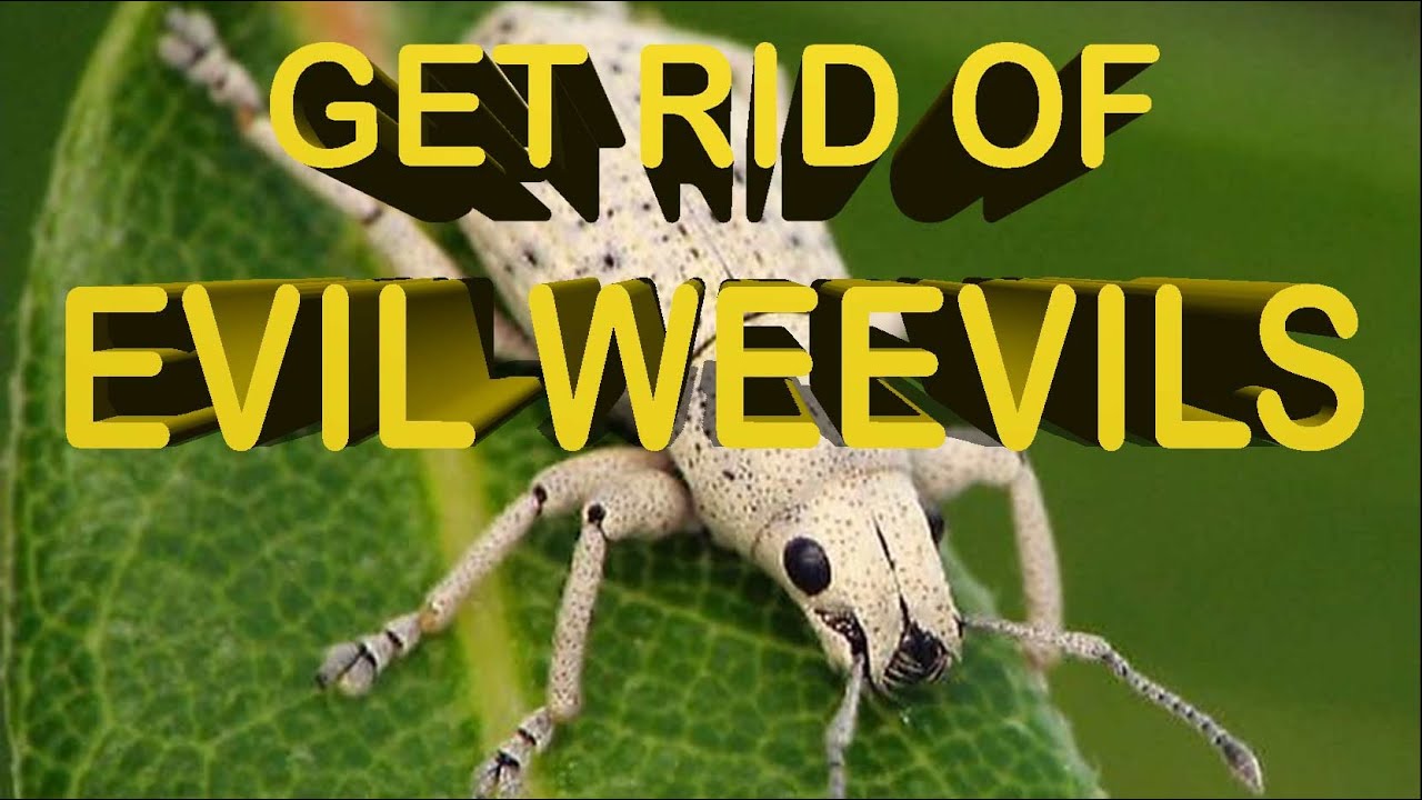 STOP Weevil Bugs From Eating Your Leaves - YouTube