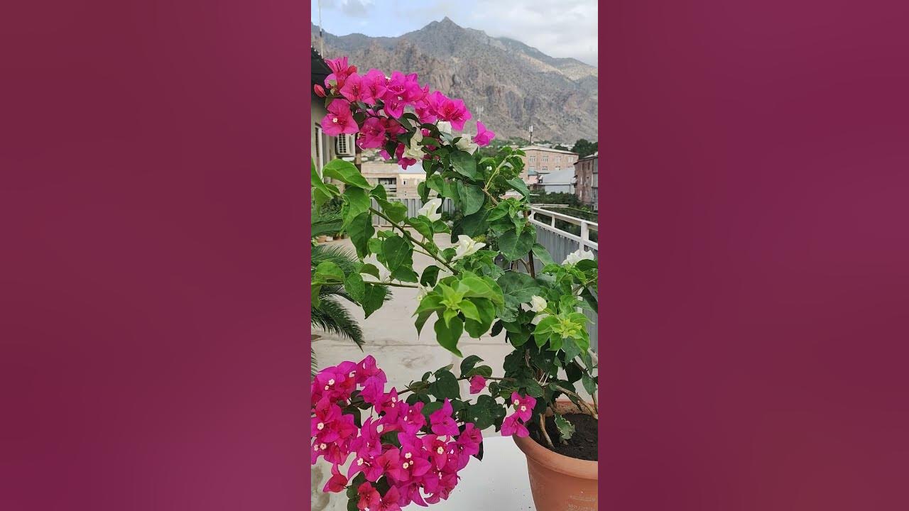 ՏԵՍԱՐԱՆ ԻՄ ՊԱՏՇԳԱՄԲԻՑflowers Lovers Youtube