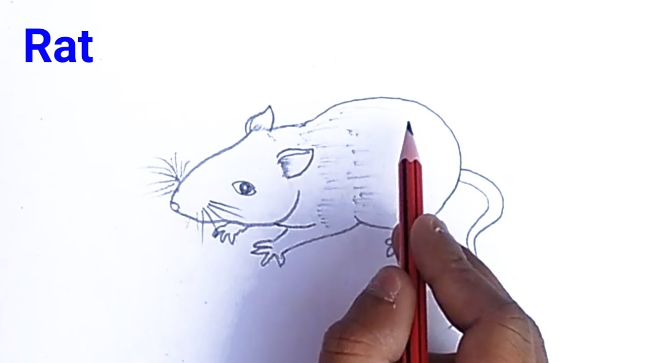 Rat Drawing Painting Easy Step By Step Painting || Chuha ka Drawing ...