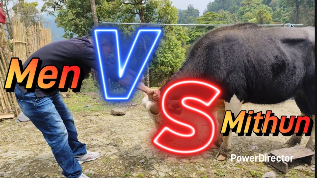 Men vs Mithun fighting #mithun #farming Thuvopisu villagen #phek # ...