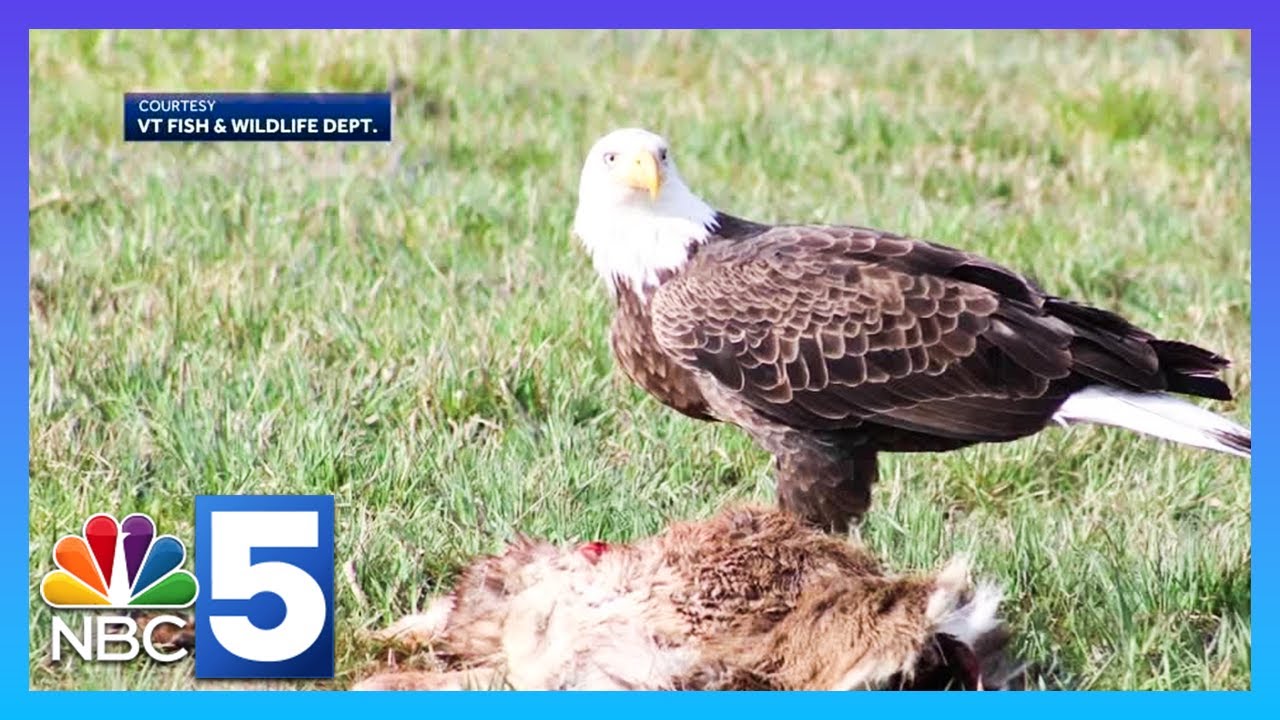 NBC5 In Depth: Bald eagles soaring in Vermont - YouTube