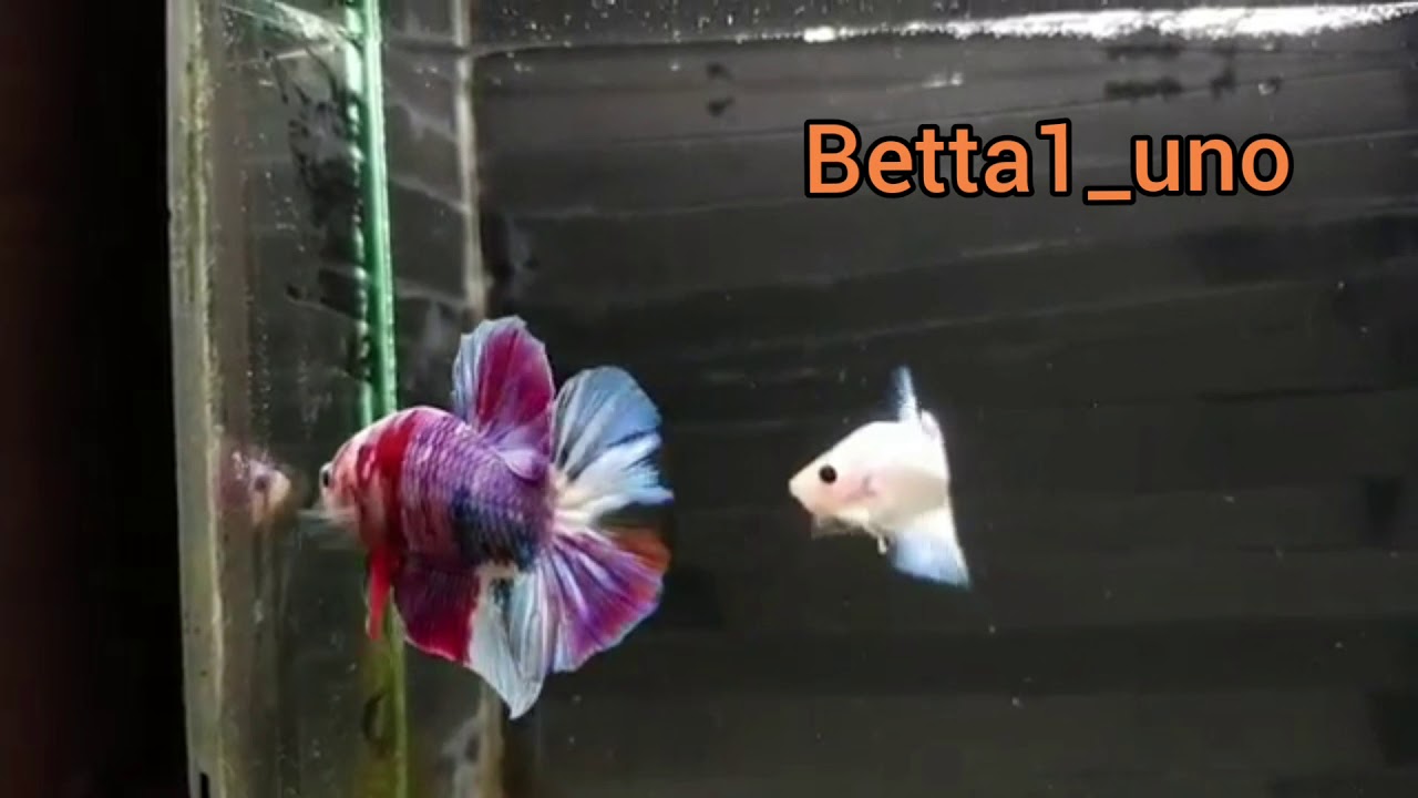 Ikan Cupang PK Koi Multi Color / Multi Color Koi PK betta fish - YouTube