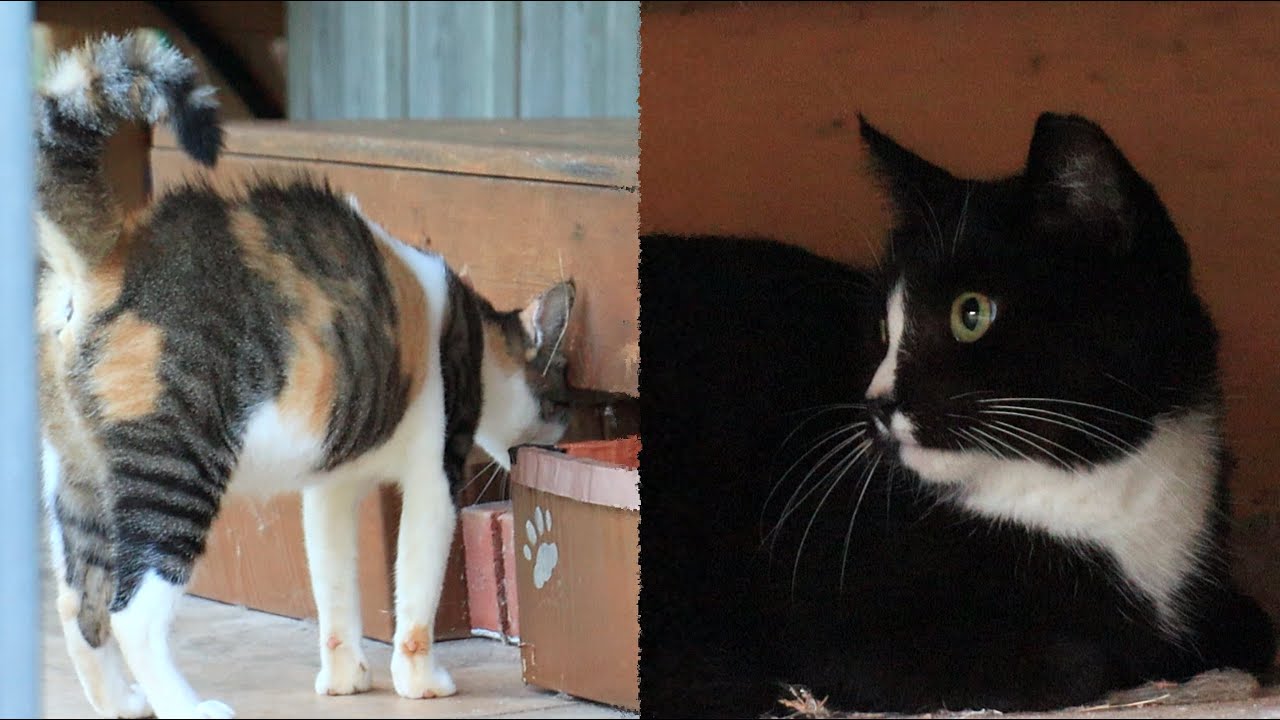 Two Cats Are Arguing - YouTube