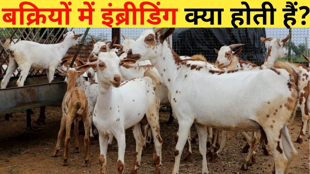 बक्रियों में इंब्रीडिंग क्या होती हैं? | What is inbreeding in goats ...