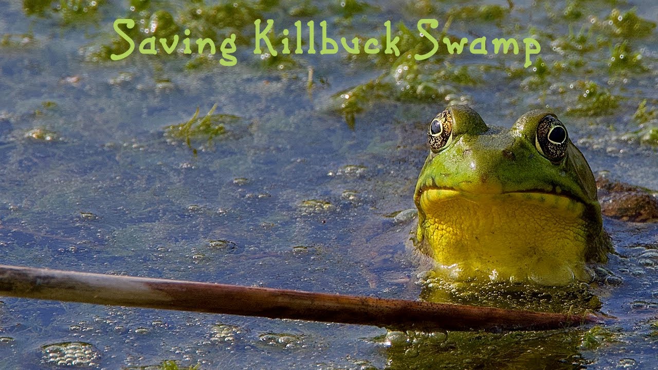 Saving Killbuck Swamp - YouTube