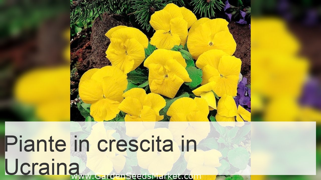 Flora delle foreste, steppe e montagne dell'Ucraina. - YouTube