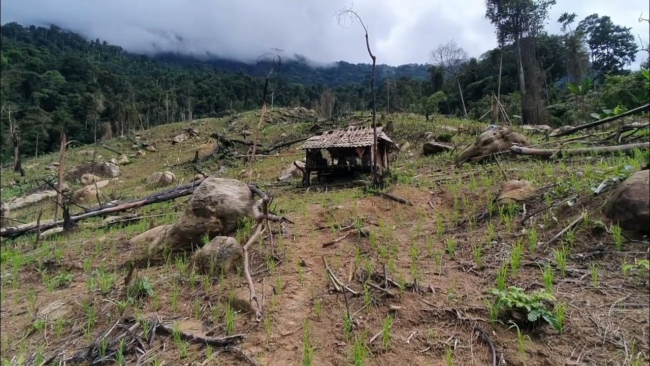 hnub no xa yub ntoo ya mu pem teb lawm nawb - YouTube