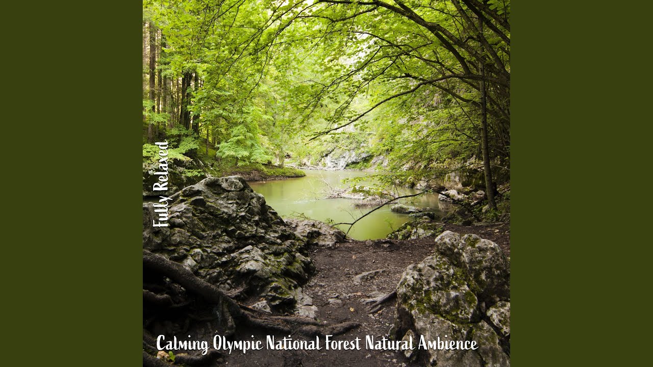 Calming Olympic National Forest Natural Ambience, Pt. 12 - YouTube
