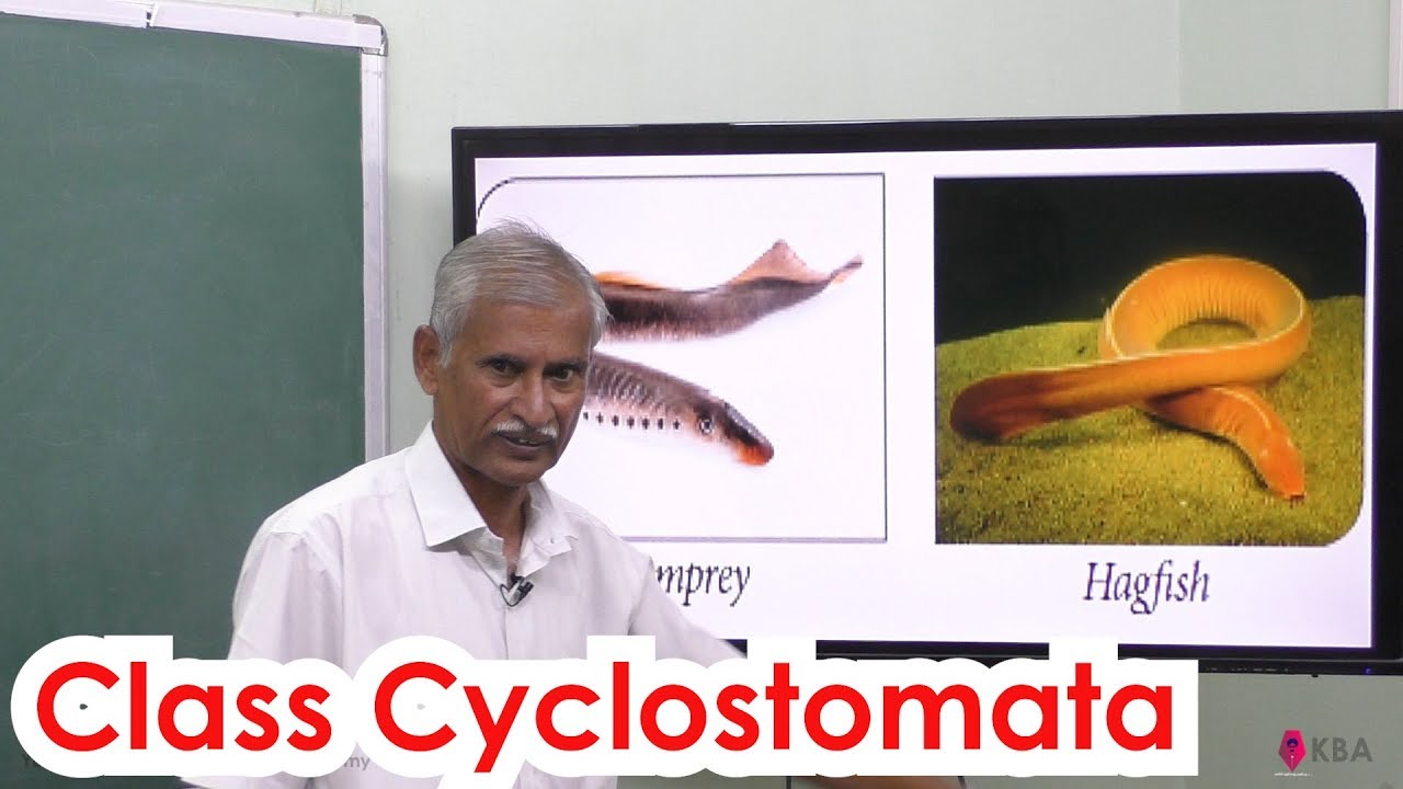 Class Cyclostomata Hagfish