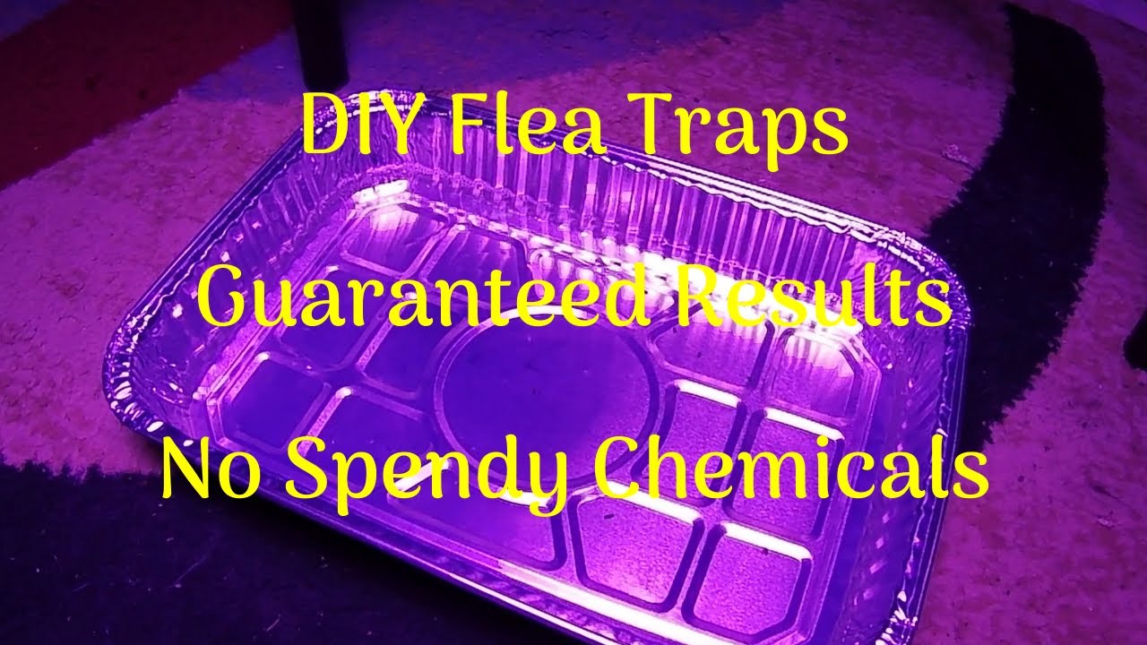 DIY Flea Trap 2024 | No Harse Chemicals | Very Effective - YouTube