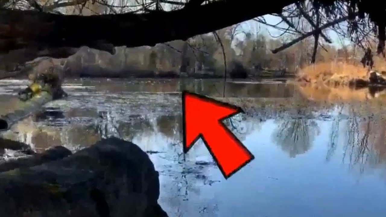 5 Creepy forest Alien creature sighting - Paranormal TOP 5 - YouTube