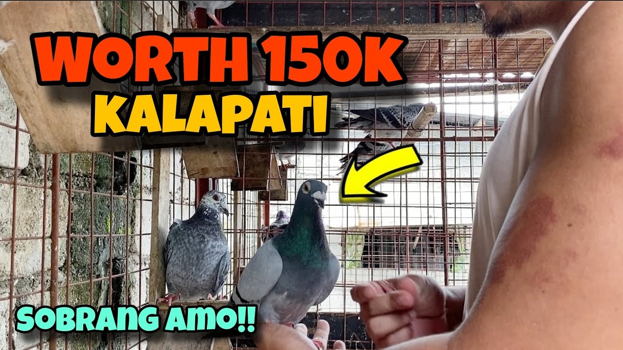 WORTH 130K NA KALAPATI SA KAMAY AND DAPO! | KARERA NG KALAPATI - YouTube