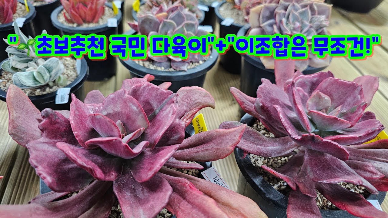 잘 자라고 예쁜 다육이만 모았다 국민다육이추천국민다육 예쁜 실패없는다육이 날씨 최강한파 키핑 회원 모집