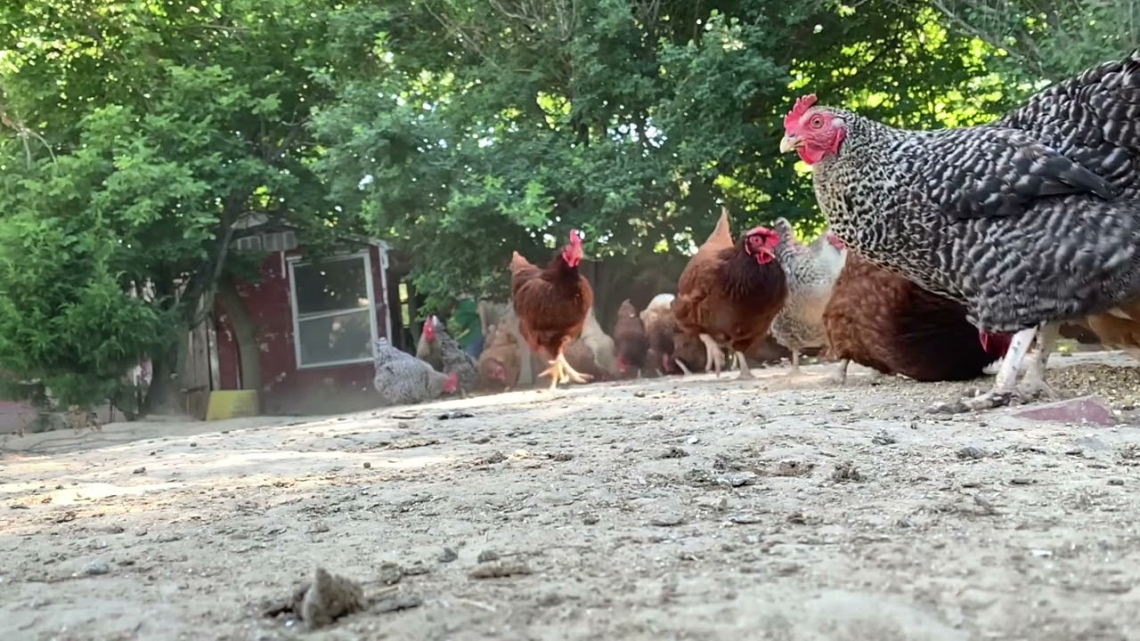 Chicken Stampede - YouTube